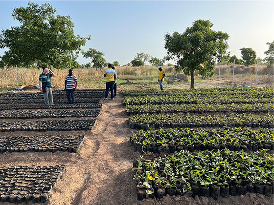 Sustainable Procurement of Shea Kernels｜Sustainable Food Value Chain ...