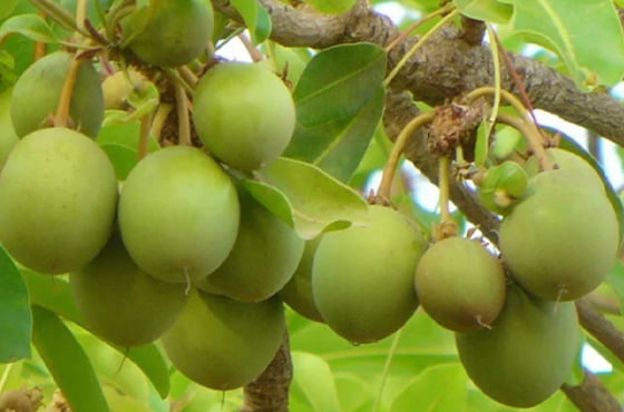 Sustainable Procurement of Shea Kernels｜Sustainability｜FUJI OIL CO., LTD.